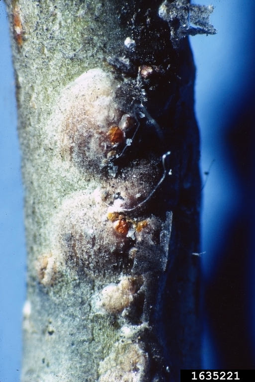 walnut scale (Diaspidiotus juglansregiae)
