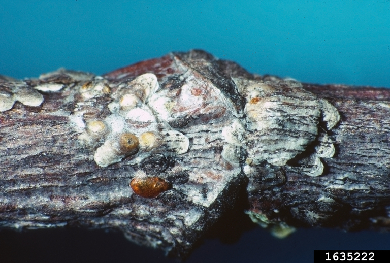walnut scale (Diaspidiotus juglansregiae (Comstock))