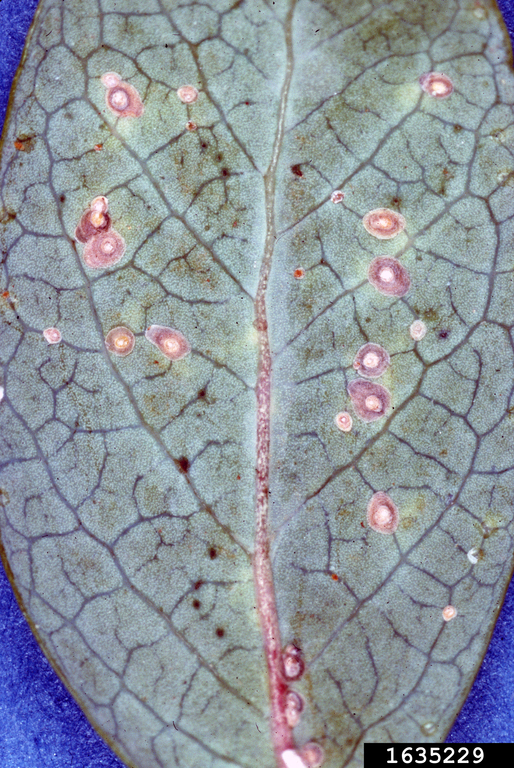 putnam scale (Diaspidiotus ancylus (Putnam))
