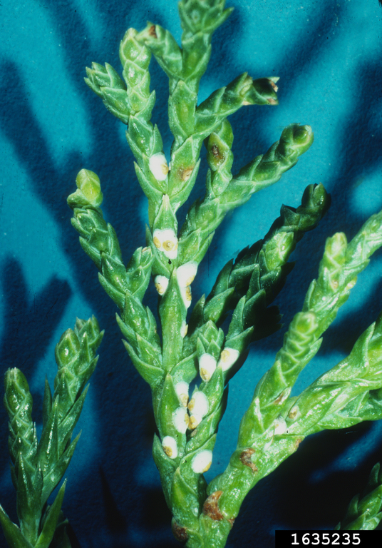 juniper scale (Carulaspis juniperi)