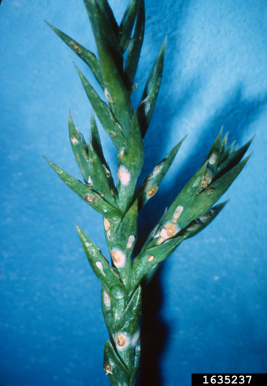 juniper scale (Carulaspis juniperi (Bouché))