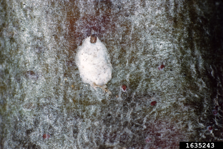 scurfy scale (Chionaspis furfura (Fitch))