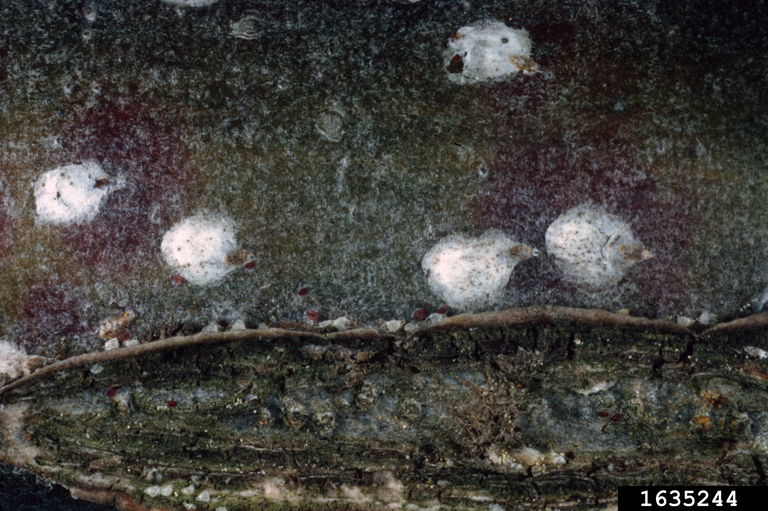 scurfy scale (Chionaspis furfura)