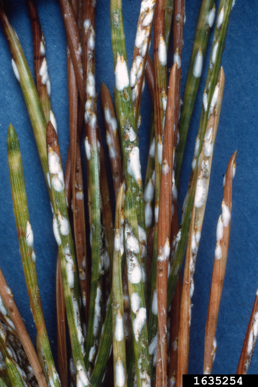 pine needle scale (Chionaspis pinifoliae)