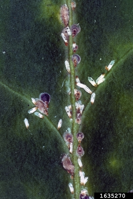 euonymus scale (Unaspis euonymi (Comstock))