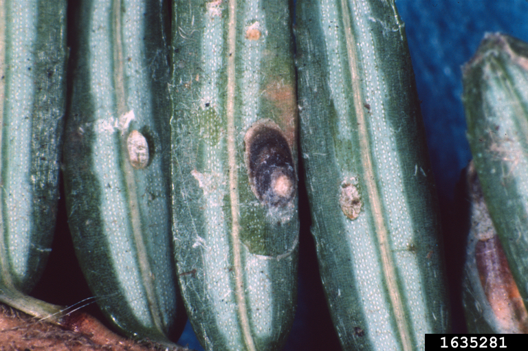 hemlock scale (Hemiberlesia ithacae (Ferris) 1938)