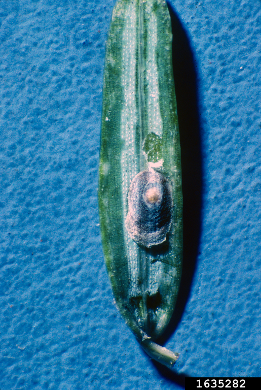 hemlock scale (Hemiberlesia ithacae (Ferris) 1938)