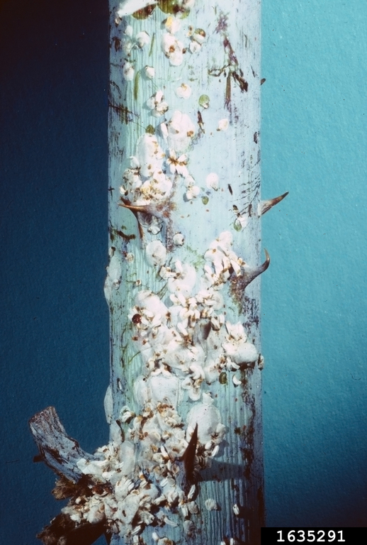 rose scale (Aulacaspis rosae (Bouché))