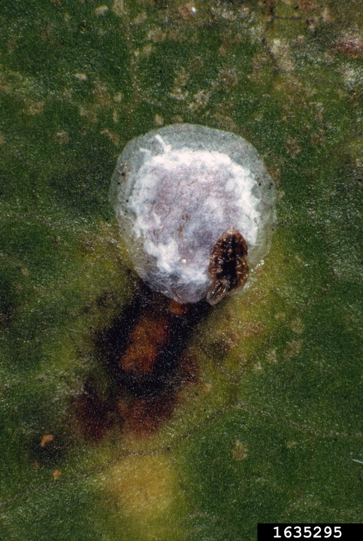 white mango scale (Aulacaspis tubercularis)