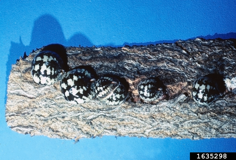 calico scale (Eulecanium cerasorum (Cockerell))