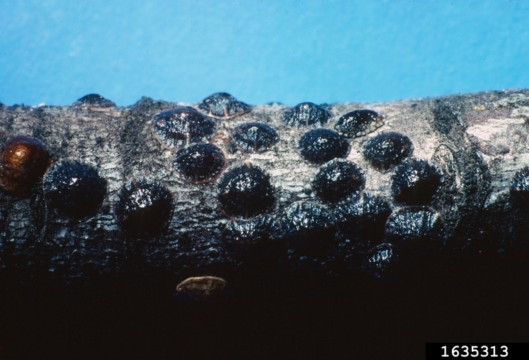 terrapin scale (Mesolecanium nigrofasciatum ) on maple (Acer spp ...