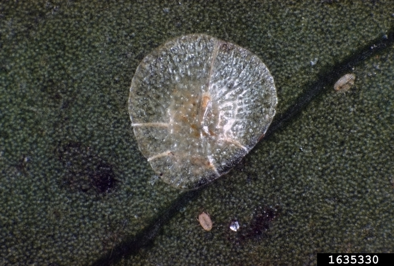 pyriform scale (Protopulvinaria pyriformis)