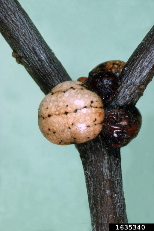 northern red-oak kermes (Allokermes kingii)