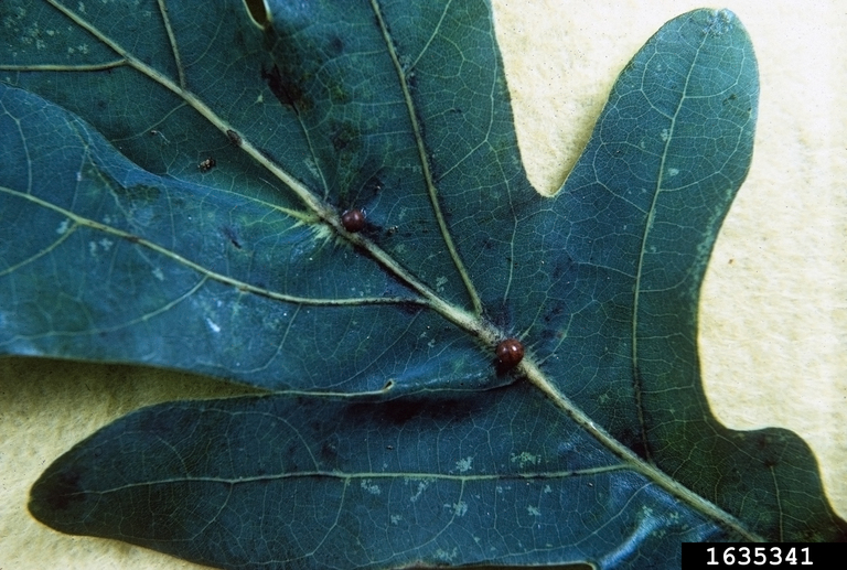 pubescent leaf kermes (Nanokermes pubescens (Bogue, 1898))