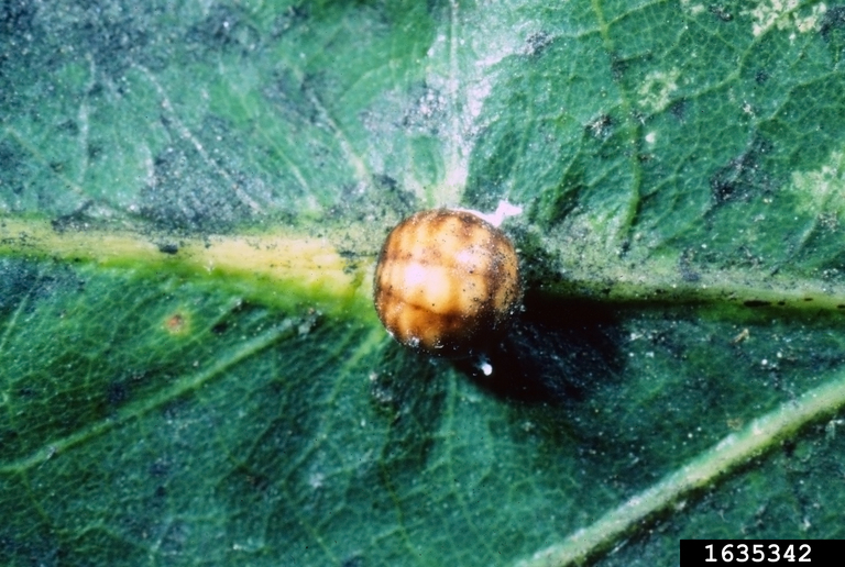 pubescent leaf kermes (Nanokermes pubescens (Bogue, 1898))