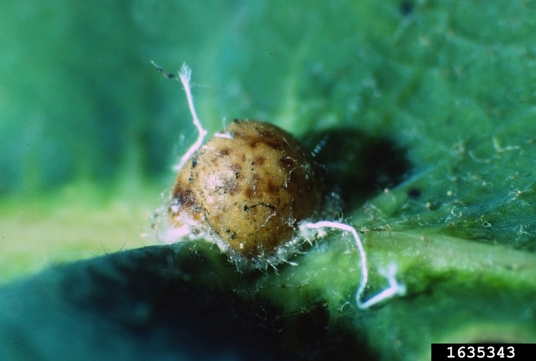 pubescent leaf kermes (Nanokermes pubescens (Bogue, 1898))