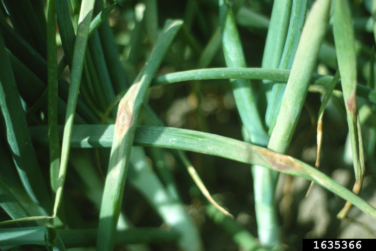 purple blotch (Alternaria porri)