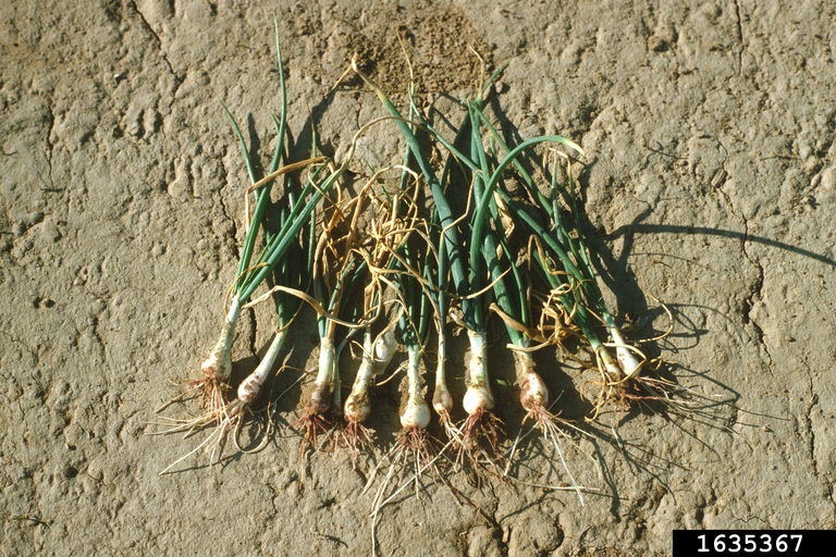 pink root rot (Setophoma terrestris (H.N. Hansen) Gruyter, Aveskamp ...