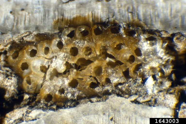 larger boxelder leafroller (Archips negundana)