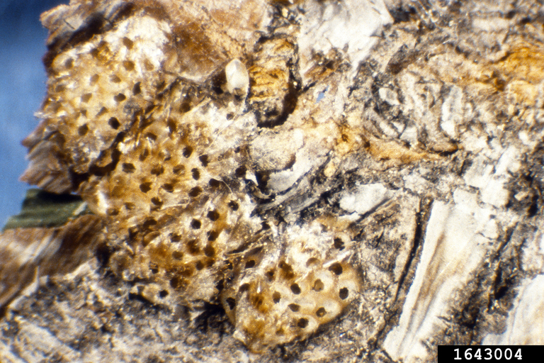 larger boxelder leafroller (Archips negundana (Dyar))