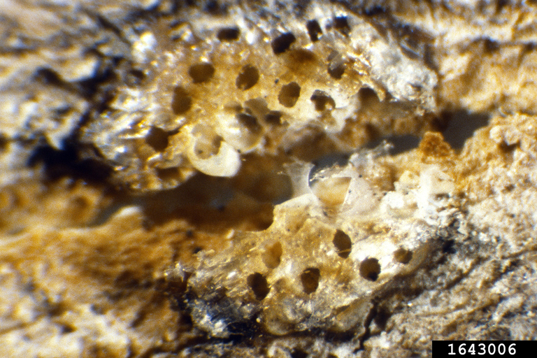 larger boxelder leafroller (Archips negundana (Dyar, 1902))