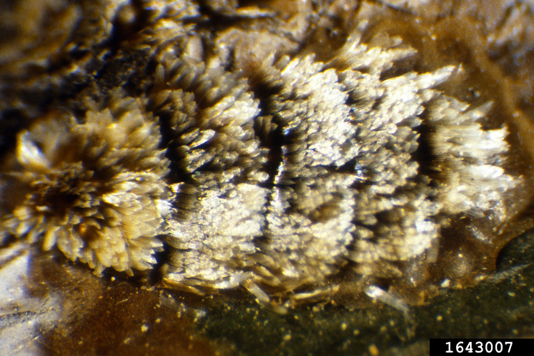 larger boxelder leafroller (Archips negundana (Dyar, 1902))