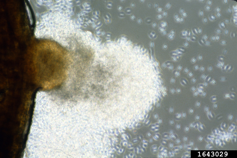 Sirococcus blight (Genus Sirococcus)