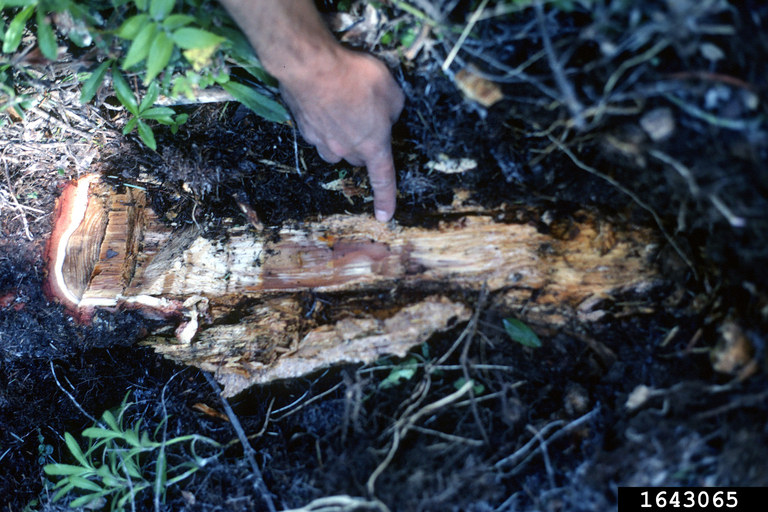 laminated root disease (Phellinus weirii (Murrill) R. L. Gibertson)