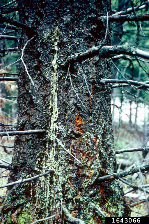 Armillaria root rot (Armillaria mellea (Vahl:Fr.) P. Kumm.)