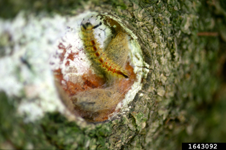 Douglas-fir tussock moth (Orgyia pseudotsugata (McDunnough))