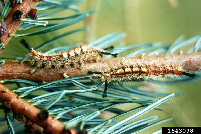 Douglas-fir tussock moth (Orgyia pseudotsugata (McDunnough))