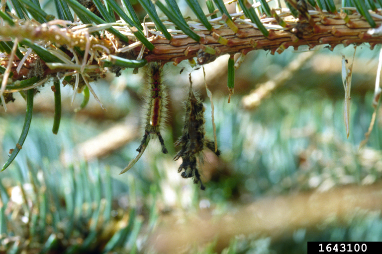 Douglas-fir tussock moth (Orgyia pseudotsugata)