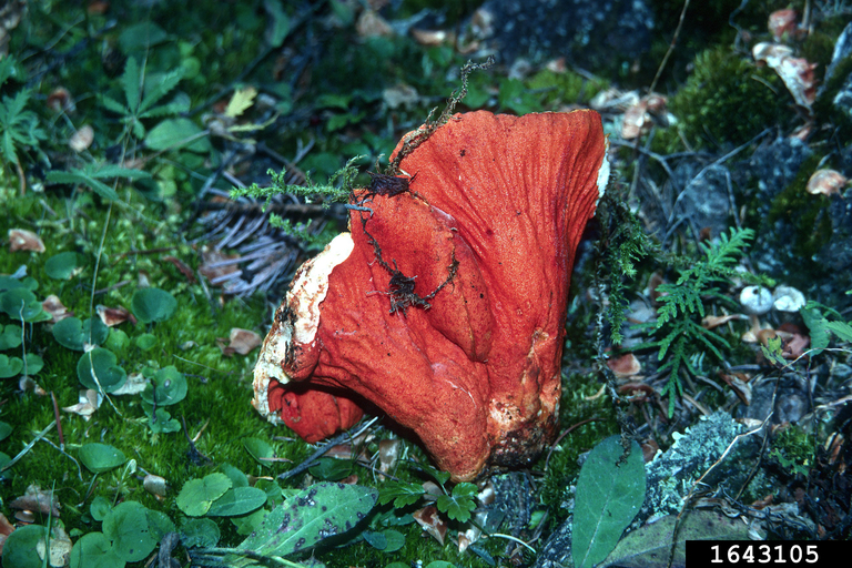 pin mold (Genus Phycomyces Kunze (1823))