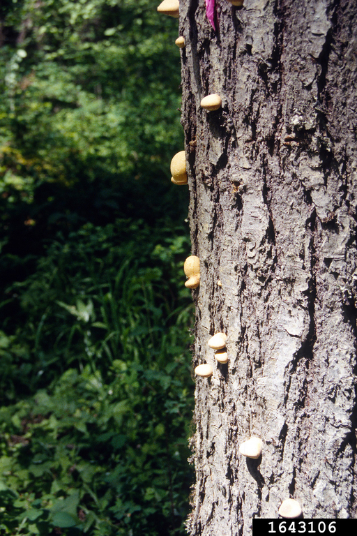 veiled polypore (Cryptoporus volvatus (Peck) Shear)