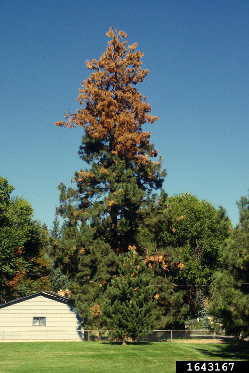 Ips engraver beetles (Genus Ips)