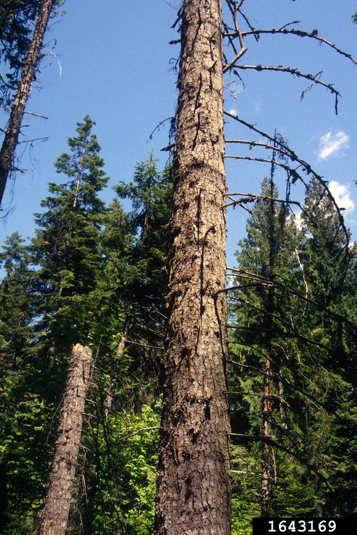 true fir bark beetles (Genus Scolytus)