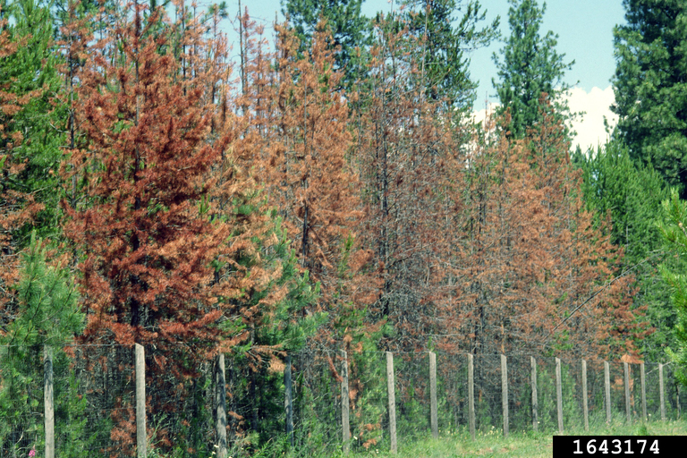 Ips engraver beetles (Genus Ips De Geer 1775)