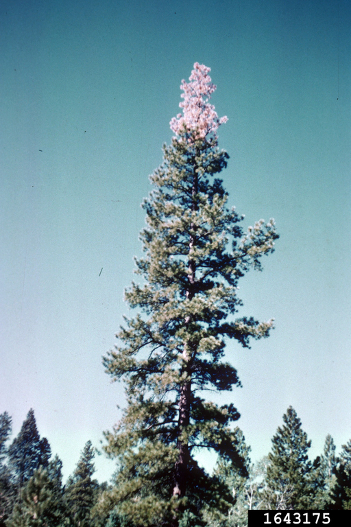 Ips engraver beetles (Genus Ips De Geer 1775)