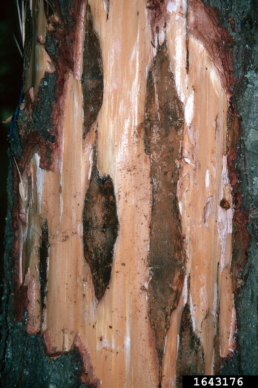 true fir bark beetles (Genus Scolytus)