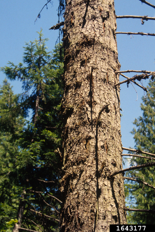 true fir bark beetles (Scolytus spp. ) on grand fir (Abies grandis ...