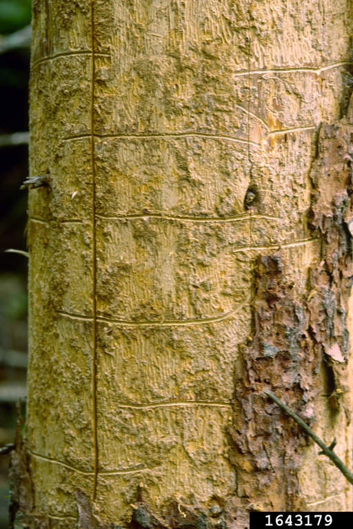 true fir bark beetles (Genus Scolytus)