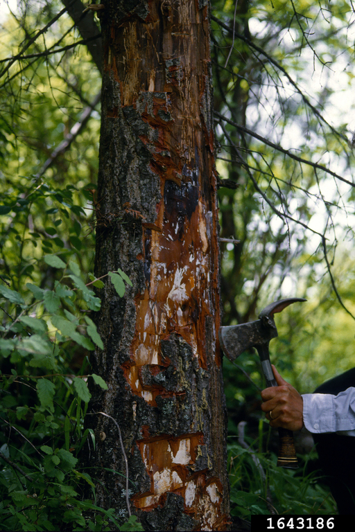 true fir bark beetles (Genus Scolytus)