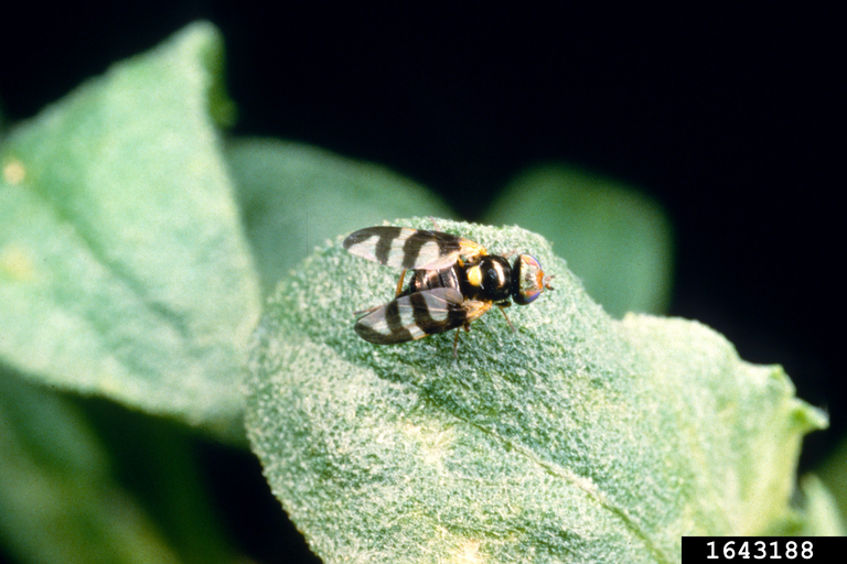 knapweed seed head fly (Urophora quadrifasciata (Meigen, 1826))