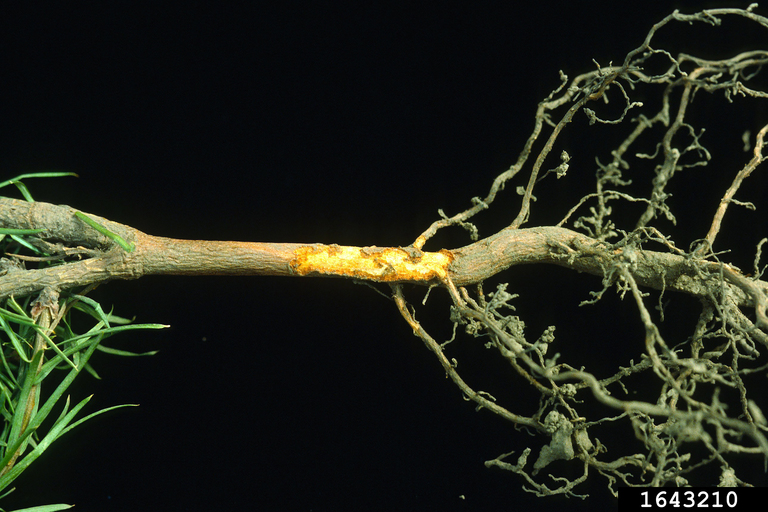 cranberry girdler (Chrysoteuchia topiaria)