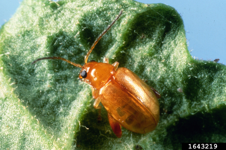 ragwort flea beetle (Longitarsus jacobaeae (Waterhouse, 1858))