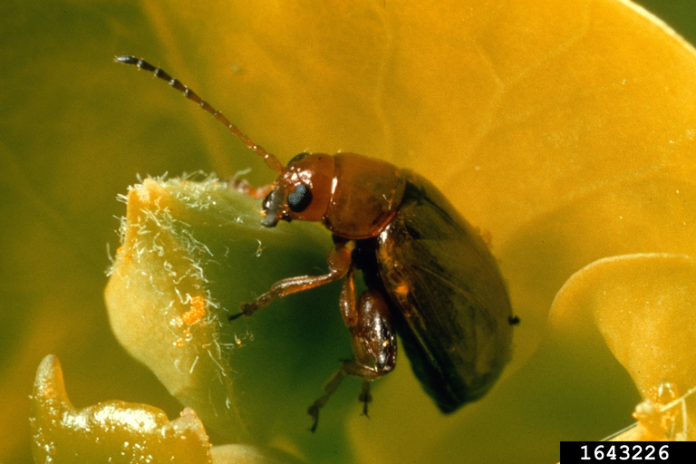 black dot spurge flea beetle (Aphthona nigriscutis Foudras, 1860)