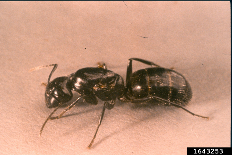 carpenter ants (Genus Camponotus Mayr, 1861)