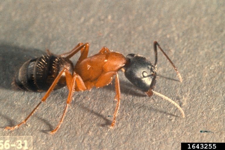 carpenter ants (Genus Camponotus Mayr, 1861)