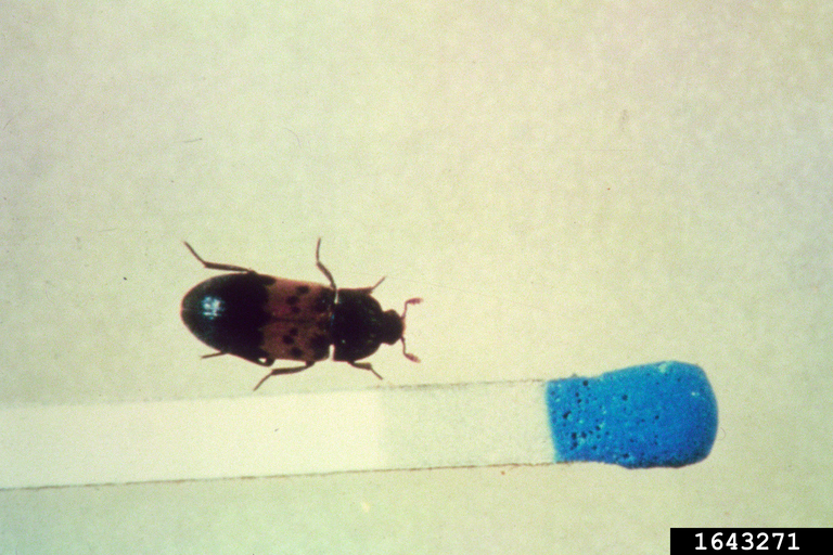 larder beetle (Dermestes lardarius Linnaeus, 1758)