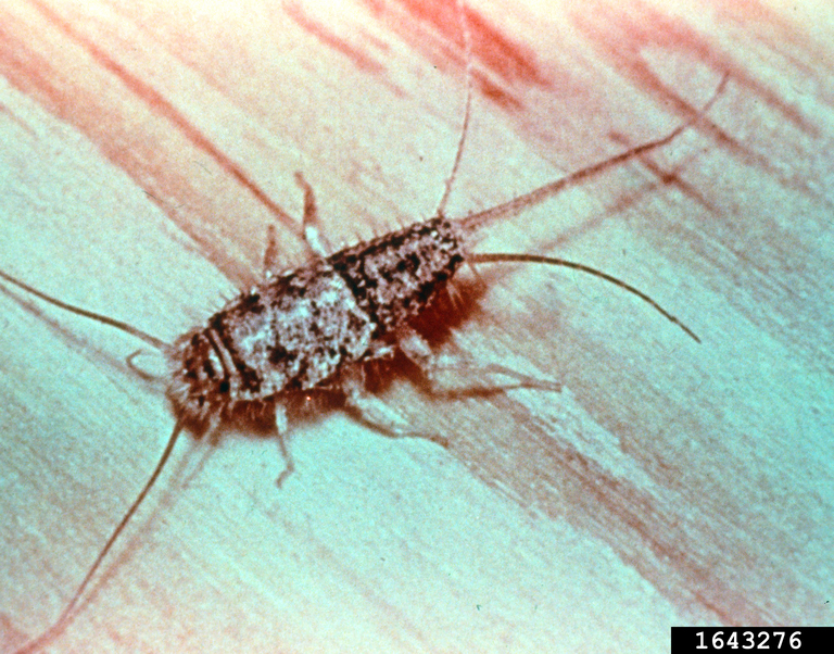 firebrat (Thermobia domestica (Packard, 1873))